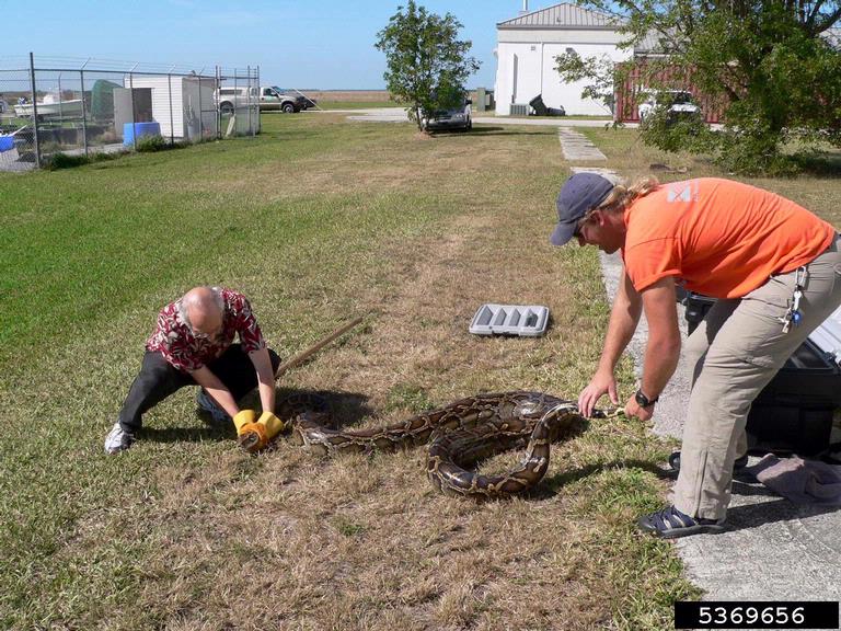 Burmese python (Python molurus ssp. bivittatus)