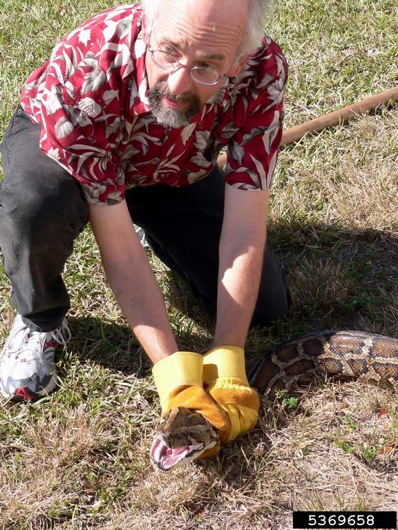 Burmese python (Python molurus ssp. bivittatus Kuhl, 1820)