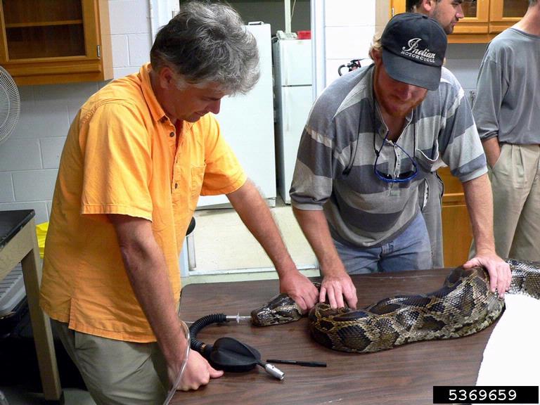 Burmese python (Python molurus ssp. bivittatus Kuhl, 1820)