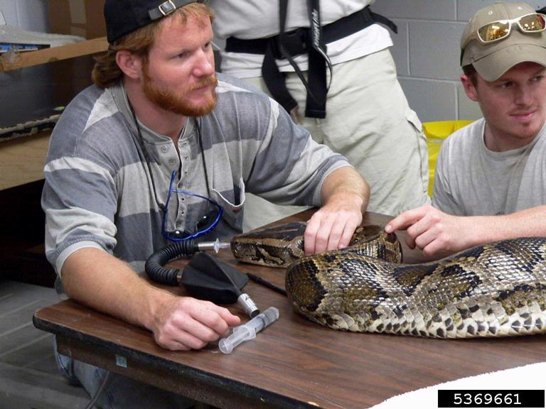 Burmese python (Python molurus ssp. bivittatus Kuhl, 1820)