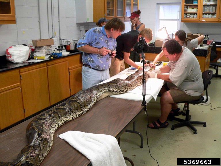 Burmese python (Python molurus ssp. bivittatus)