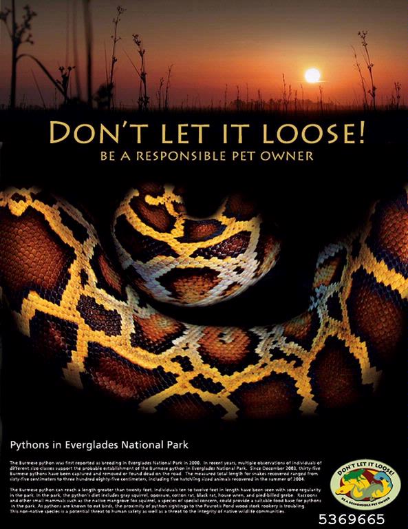 Burmese python (Python molurus ssp. bivittatus Kuhl, 1820)