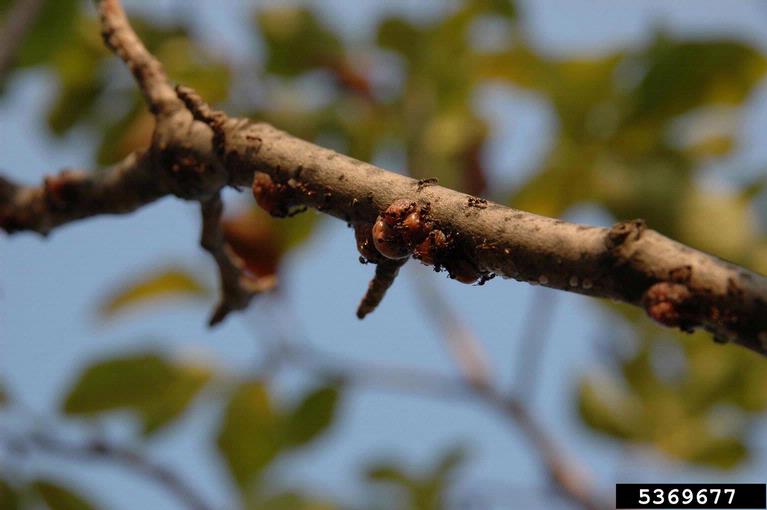 magnolia scale (Neolecanium cornuparvum)