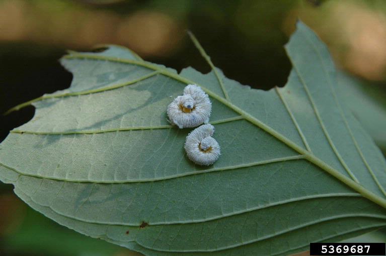 dogwood sawfly (Macremphytus tarsatus (Say))