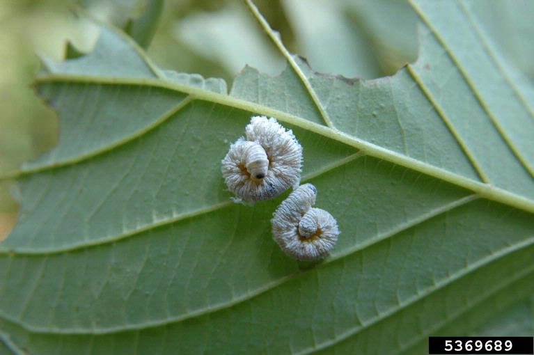 dogwood sawfly (Macremphytus tarsatus (Say))