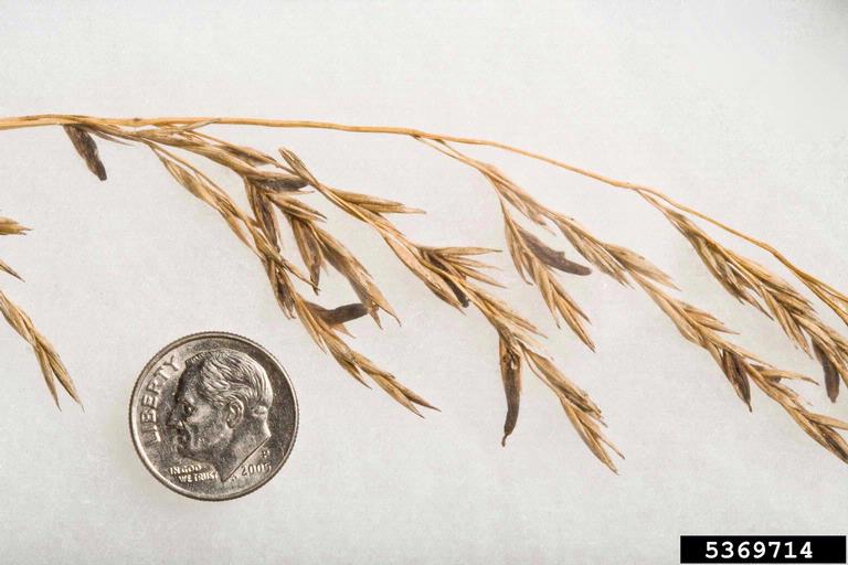 ergot (Claviceps purpurea)