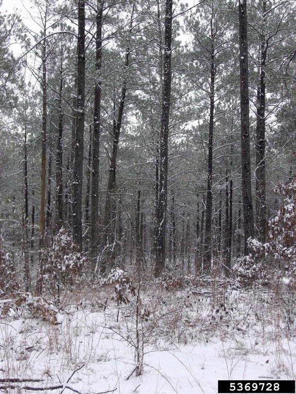 loblolly pine (Pinus taeda)
