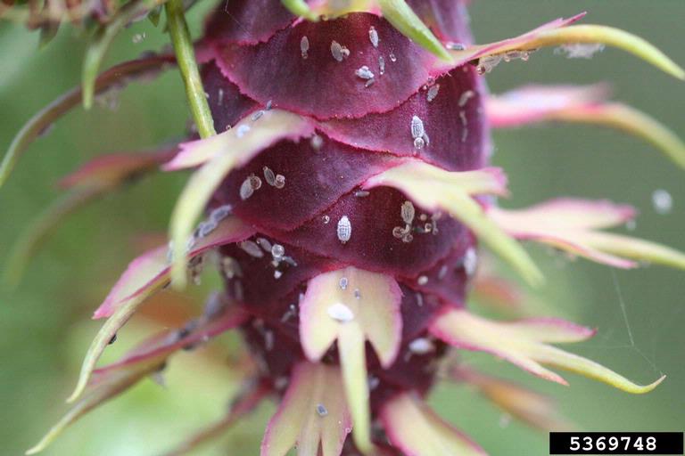 Cooley spruce gall adelgid (Adelges cooleyi (Gillette, 1907))