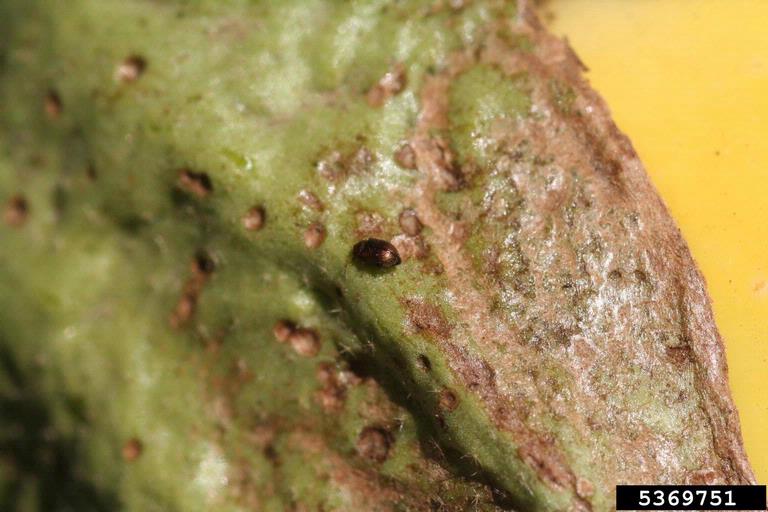 tobacco flea beetle (Epitrix hirtipennis (Melsheimer, 1847))