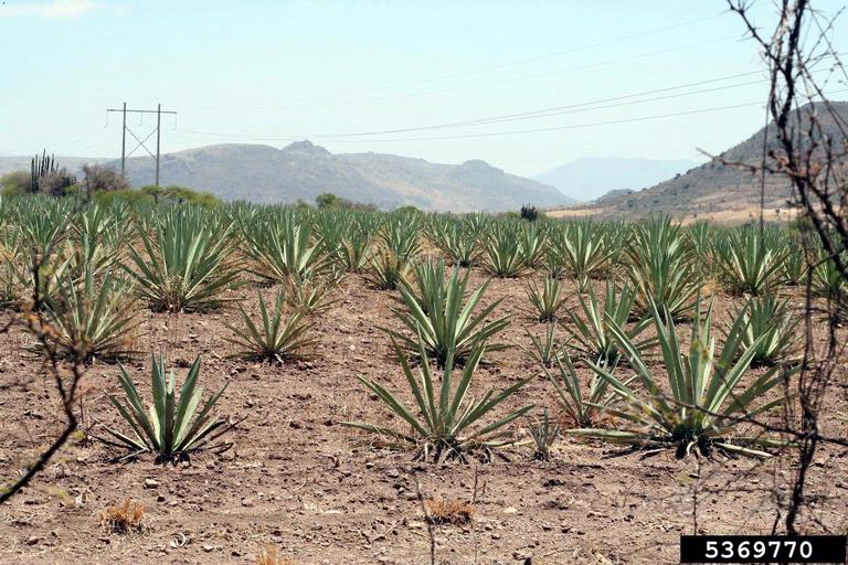 agave (Genus Agave)