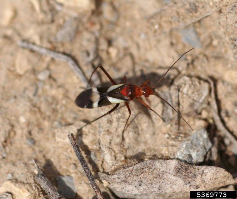 plant bug (Coquillettia insignis Uhler, 1890)