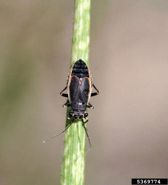 black grass bug, Labops hesperius (Hemiptera: Miridae) - 5369774