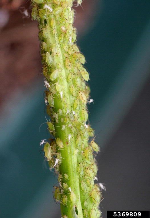 tulip bulb aphid (Dysaphis tulipae (Fonscolombe, 1941))