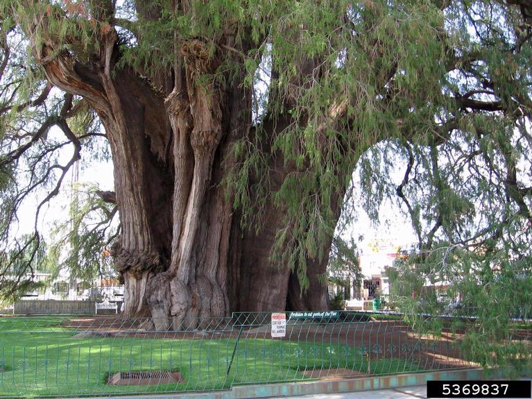 Montezuma baldcypress (Taxodium mucronatum)
