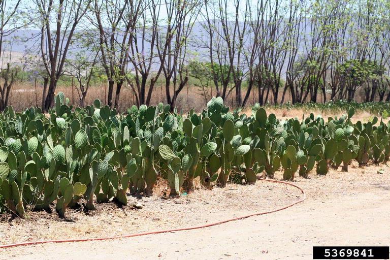 cochineal insect (Dactylopius coccus)