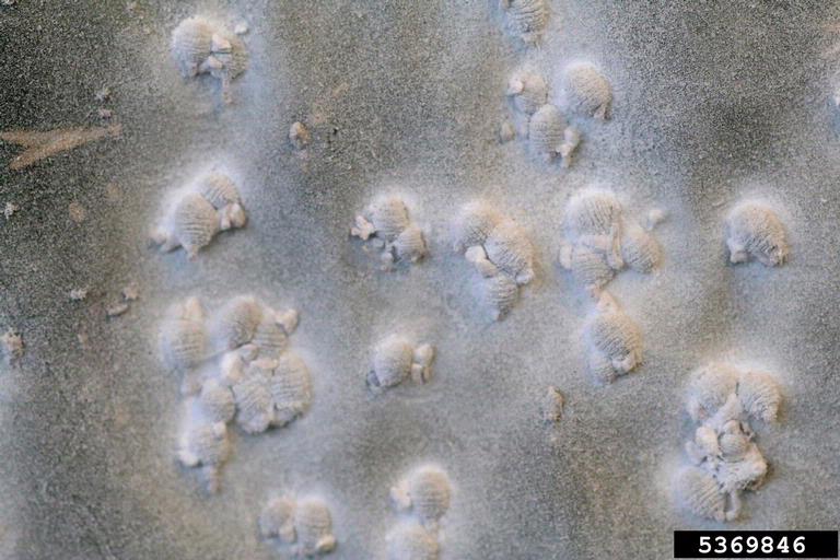 cochineal insect (Dactylopius coccus Costa)