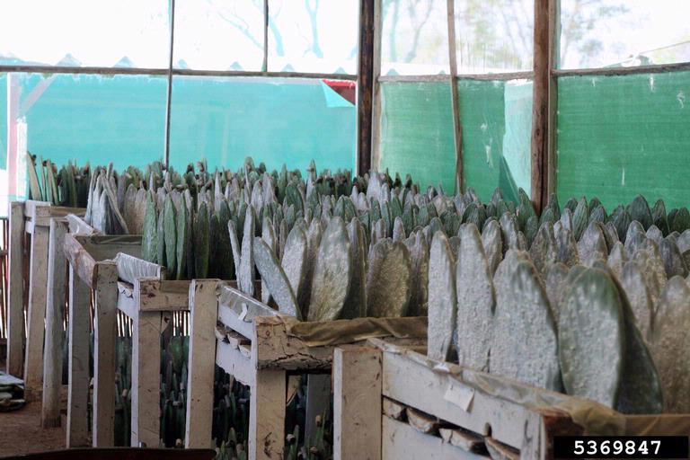 cochineal insect (Dactylopius coccus ) on tuna cactus (Opuntia ficus ...