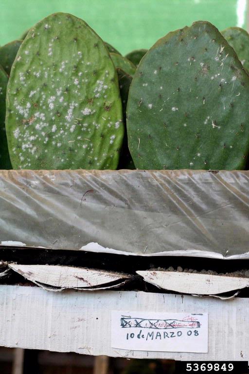 cochineal insect (Dactylopius coccus)