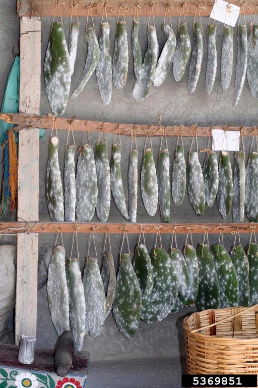 cochineal insect (Dactylopius coccus)