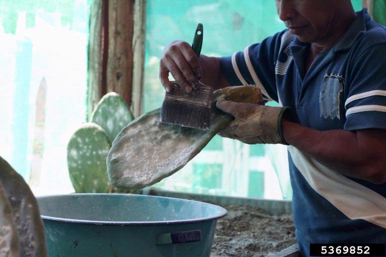 cochineal insect (Dactylopius coccus Costa)