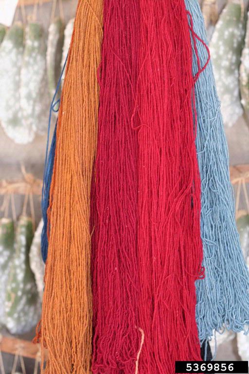 cochineal insect (Dactylopius coccus)