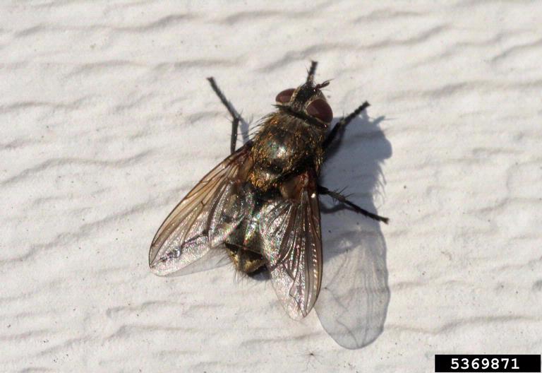 cluster fly (Pollenia rudis (Fabricius, 1794))