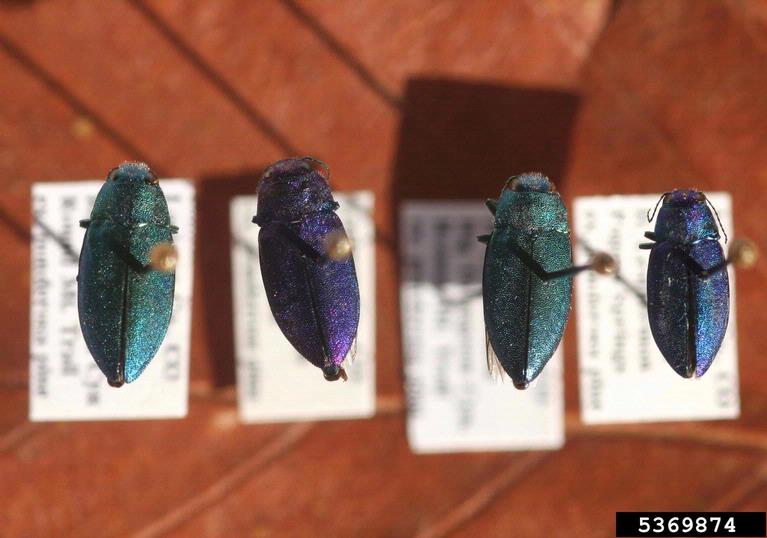 flatheaded pine borer (Phaenops gentilis)