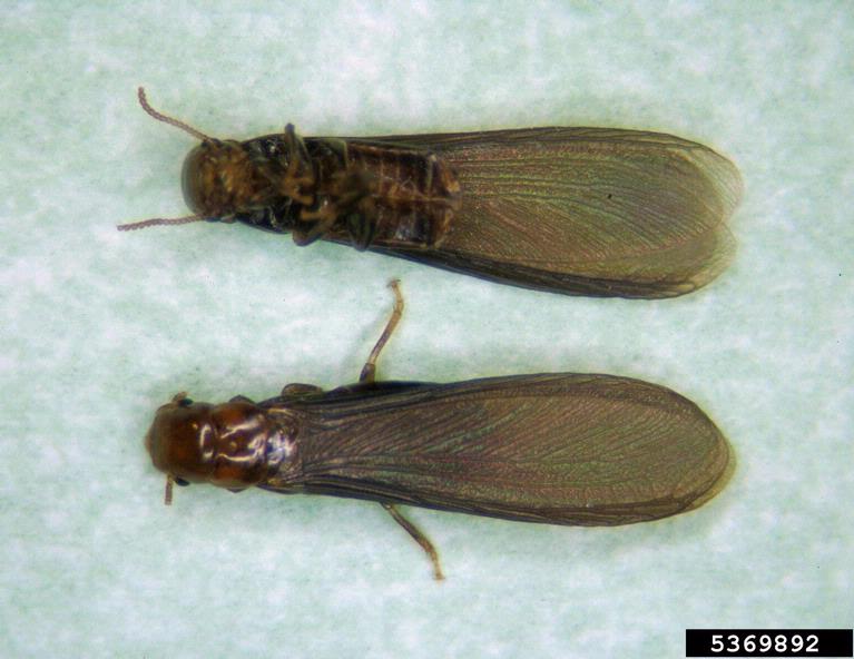 Termites In Colorado Mound Building Termite Facts | Insects In