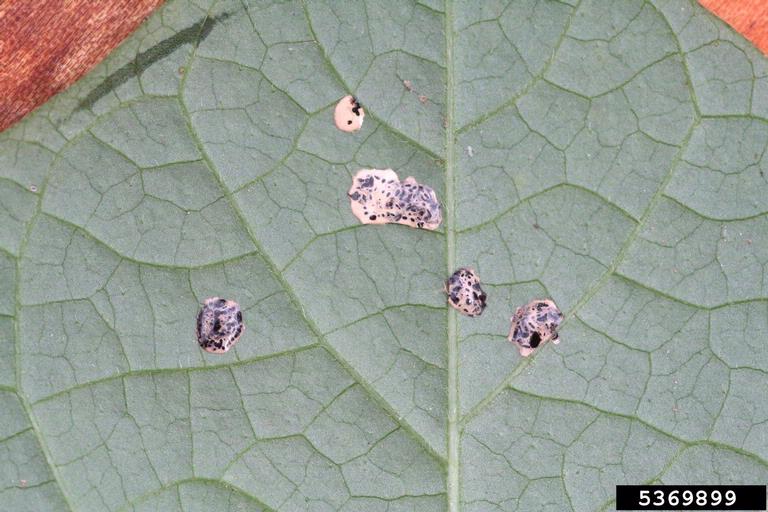 cat-faced spider (Araneus gemmoides (Chamberlain & Ivie))
