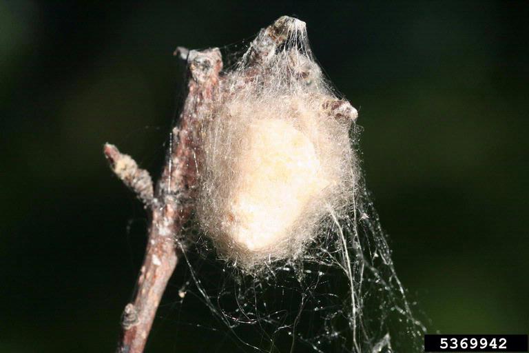 cat-faced spider (Araneus gemmoides (Chamberlain & Ivie))