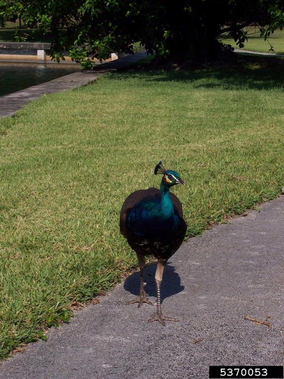 Indian peafowl (Pavo cristatus Linnaeus, 1758)