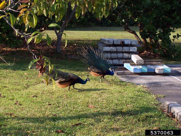 Indian peafowl (Pavo cristatus Linnaeus, 1758)