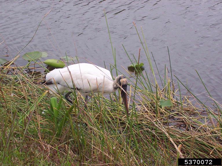 wood stork (Mycteria americana Linnaeus)