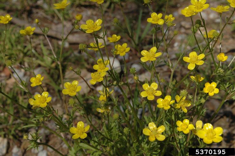 buttercup (Genus Ranunculus L.)