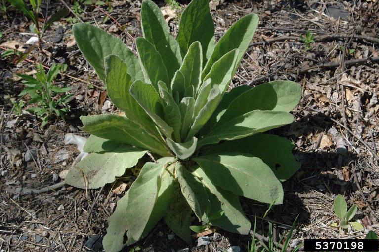 common mullein (Verbascum thapsus)