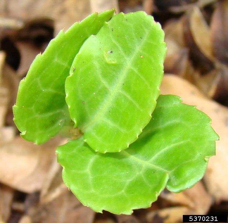 winter creeper (Euonymus fortunei var. radicans)