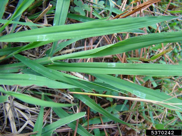 dallisgrass (Paspalum dilatatum Poir.)