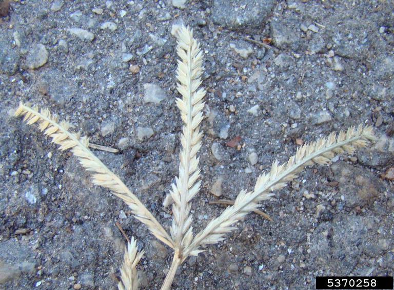 goosegrass (Eleusine indica (L.) Gaertn.)