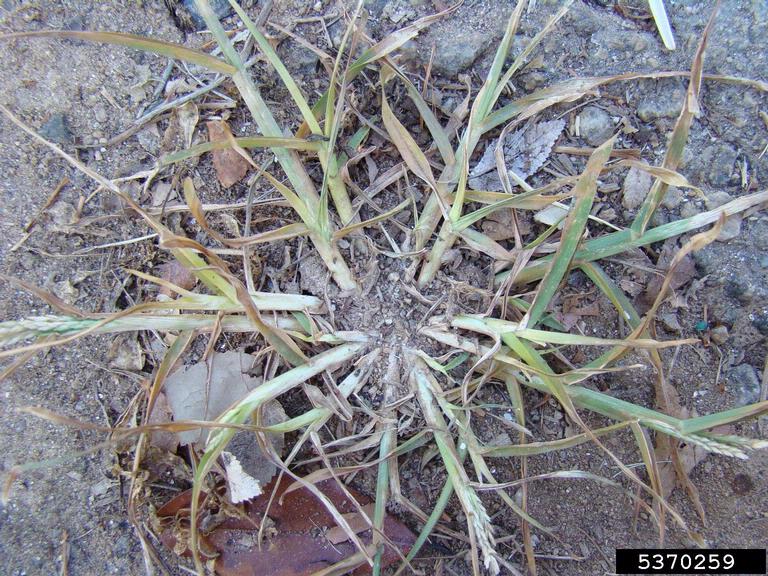 goosegrass (Eleusine indica (L.) Gaertn.)
