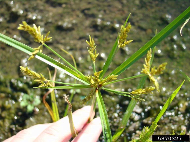 flatsedge (Genus Cyperus L.)