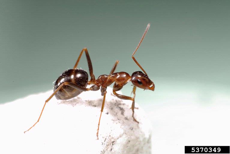 ants (Genus Formica Linnaeus, 1758)