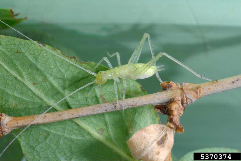 snowy tree cricket (Oecanthus fultoni Walker, 1962)