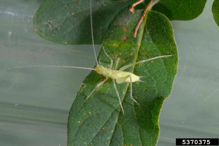snowy tree cricket (Oecanthus fultoni)