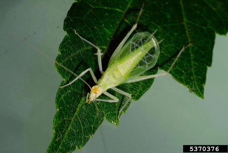 snowy tree cricket (Oecanthus fultoni Walker, 1962)