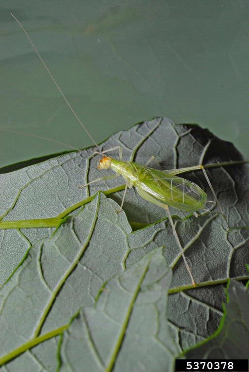 snowy tree cricket (Oecanthus fultoni Walker, 1962)