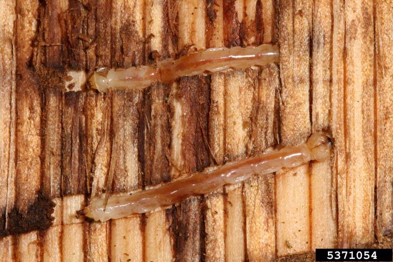 oak splendour beetle (Agrilus biguttatus (Fabricius, 1776))