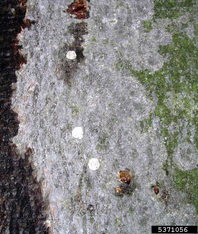 beech splendor beetle (Agrilus viridis (Linnaeus, 1758))