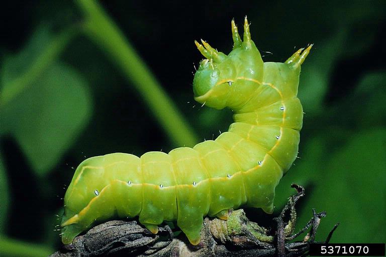 sprawler (Asteroscopus sphinx)