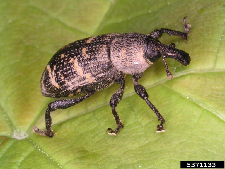 large brown trunk beetle (Hylobius abietis (Linnaeus, 1758))