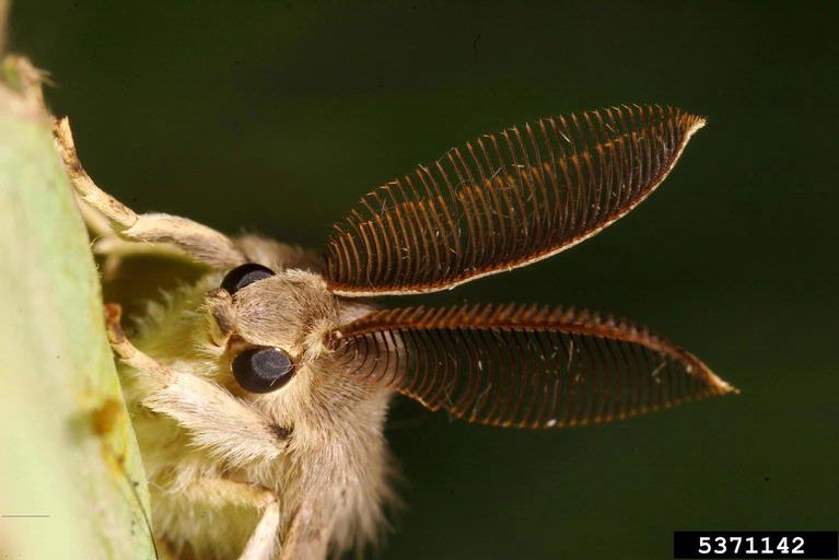 spongy moth (formerly gypsy moth) (Lymantria dispar (Linnaeus))